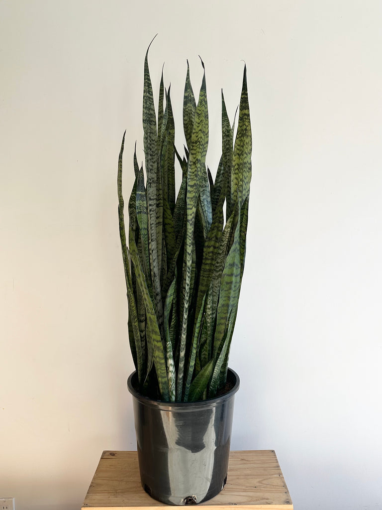 Large Plants 10”-17” Pot Size – Sienna Flora