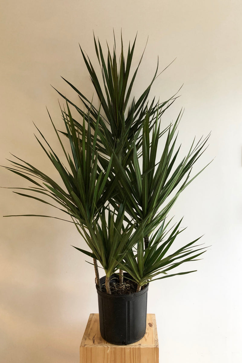 Dracaena marginata Staggered 10” Nursery Pot (4’-4’3” Tall) – Sienna Flora