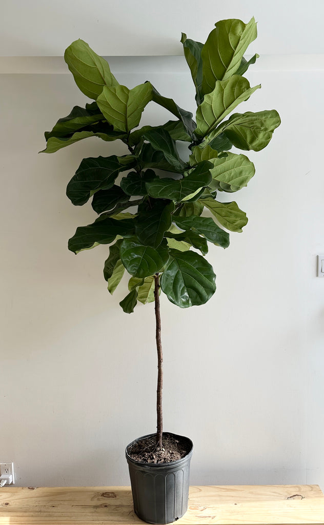 Large Plants 10”-17” Pot Size – Sienna Flora